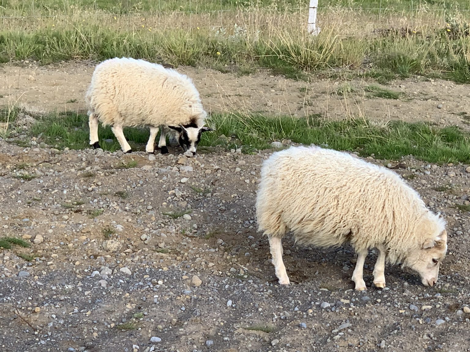 Chasing Sheep In The Land Of Fire And Ice - Northeast Allie
