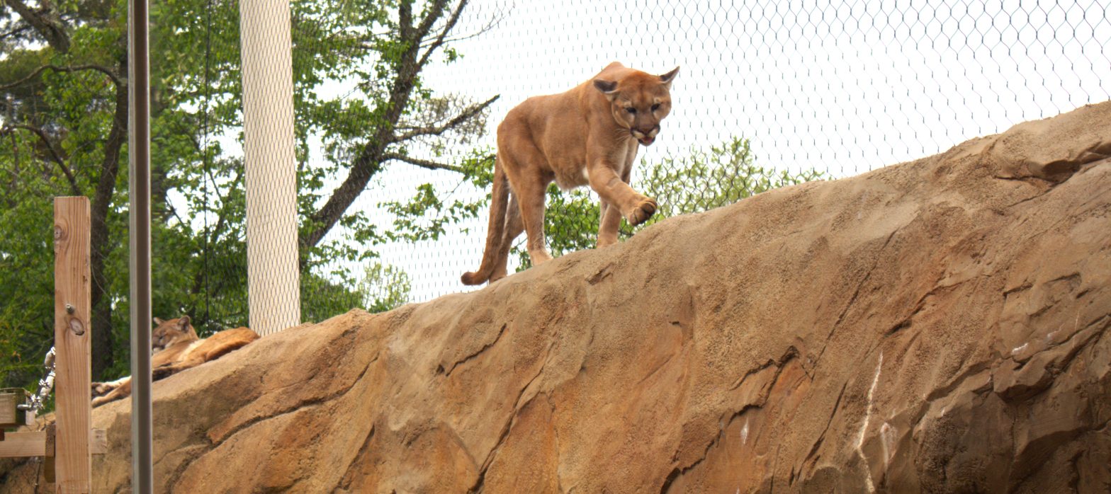 A Day Trip To The Elmwood Park Zoo - Northeast Allie