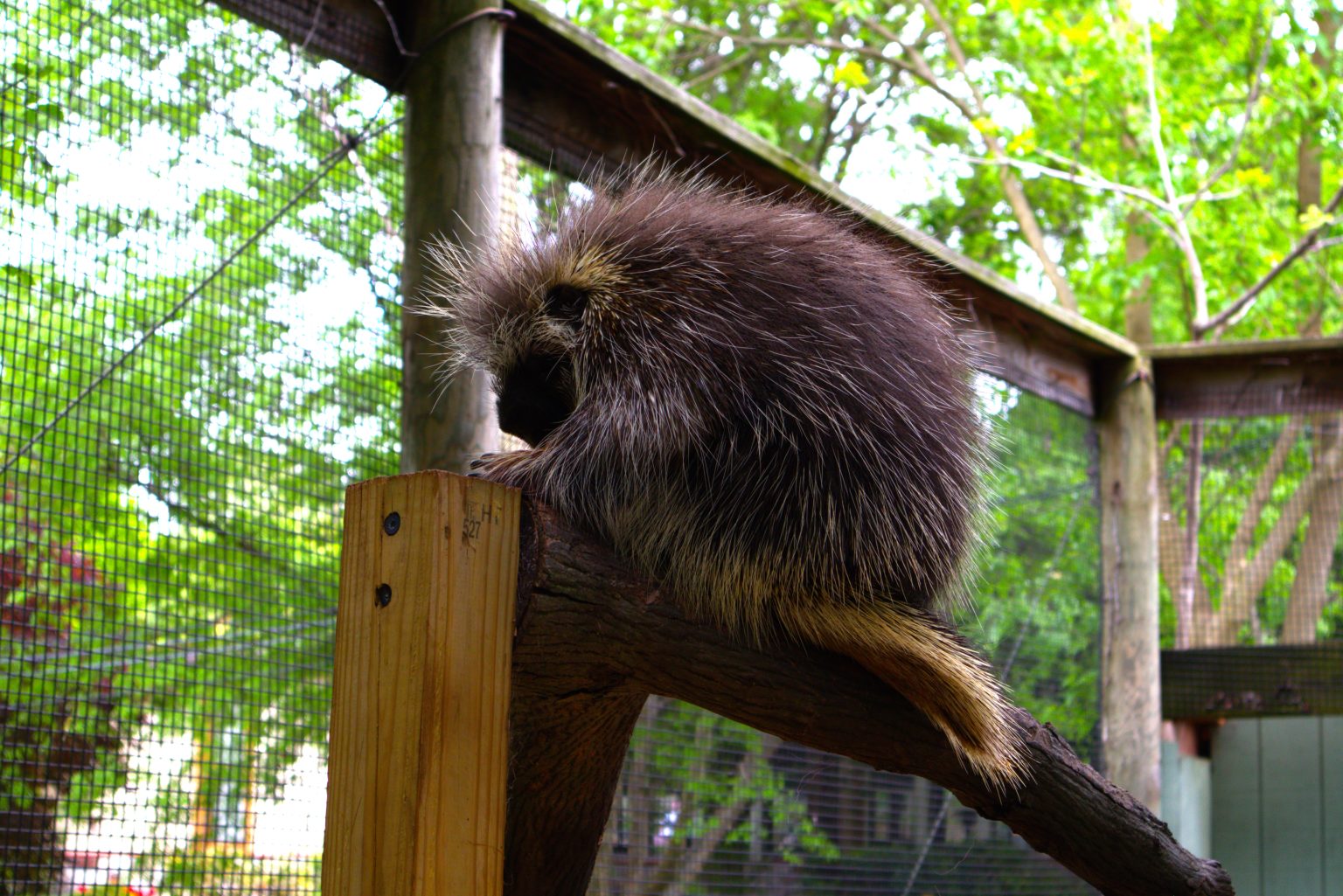 A Day Trip To The Elmwood Park Zoo - Northeast Allie