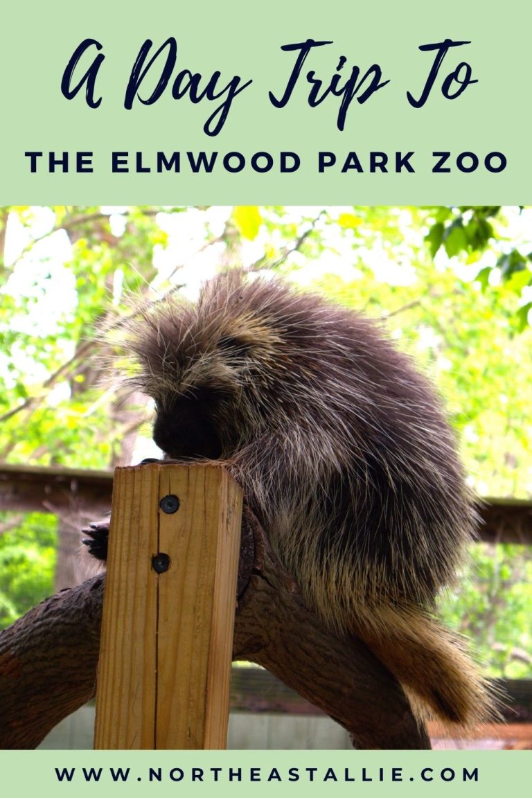 A Day Trip To The Elmwood Park Zoo - Northeast Allie