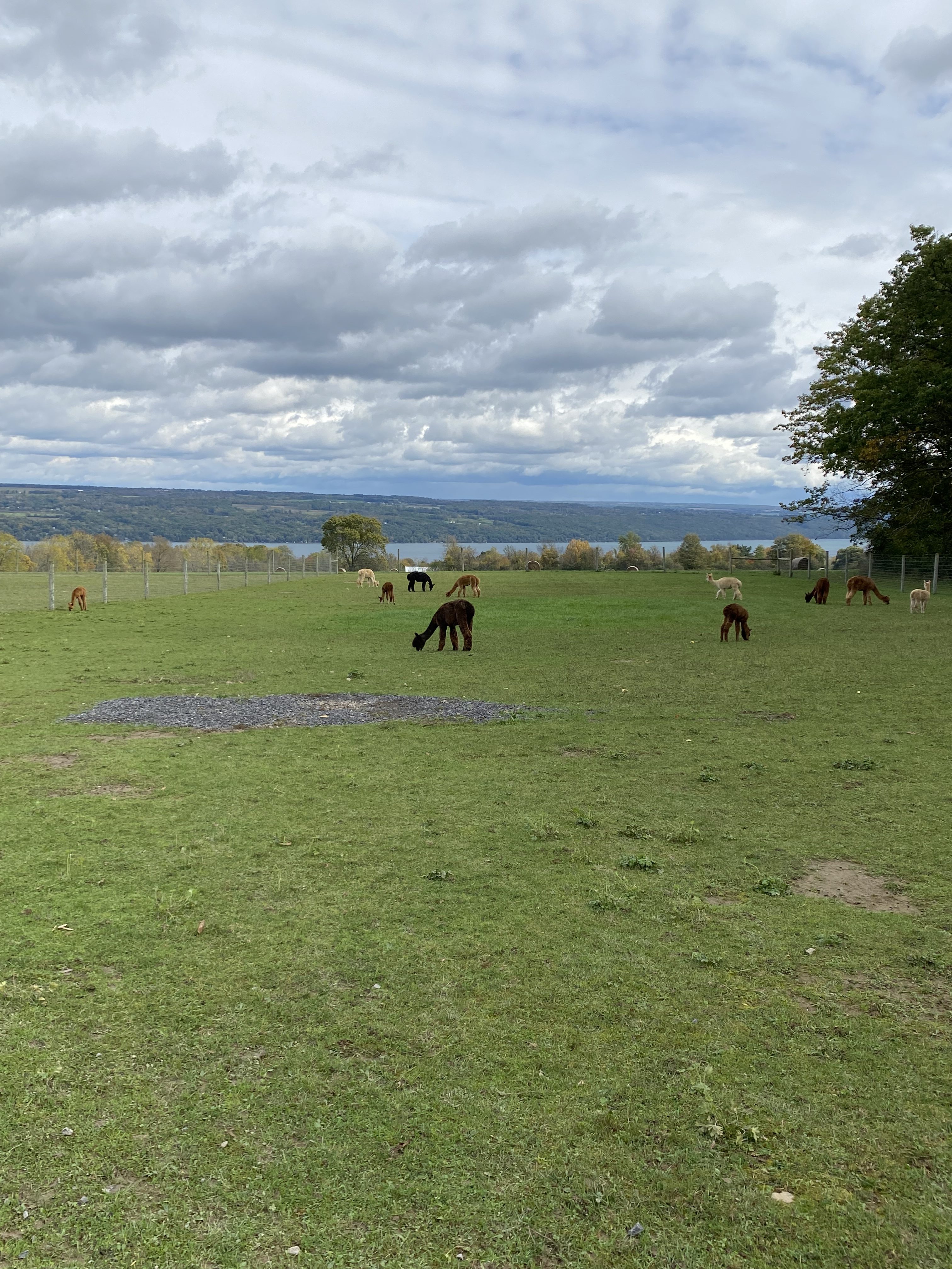 Cabin View Alpacas Trumansburg New York - Northeast Allie