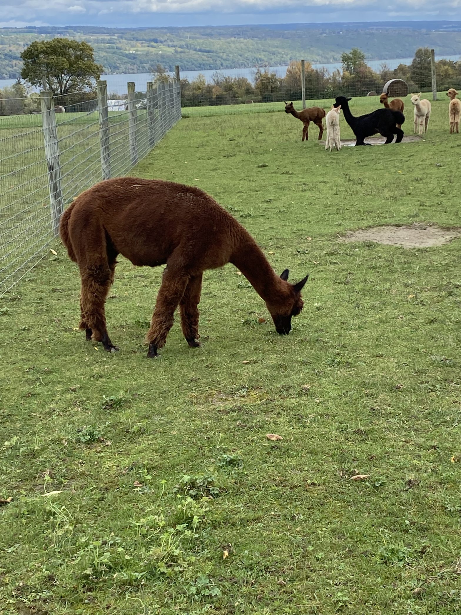Cabin View Alpacas Trumansburg New York - Northeast Allie