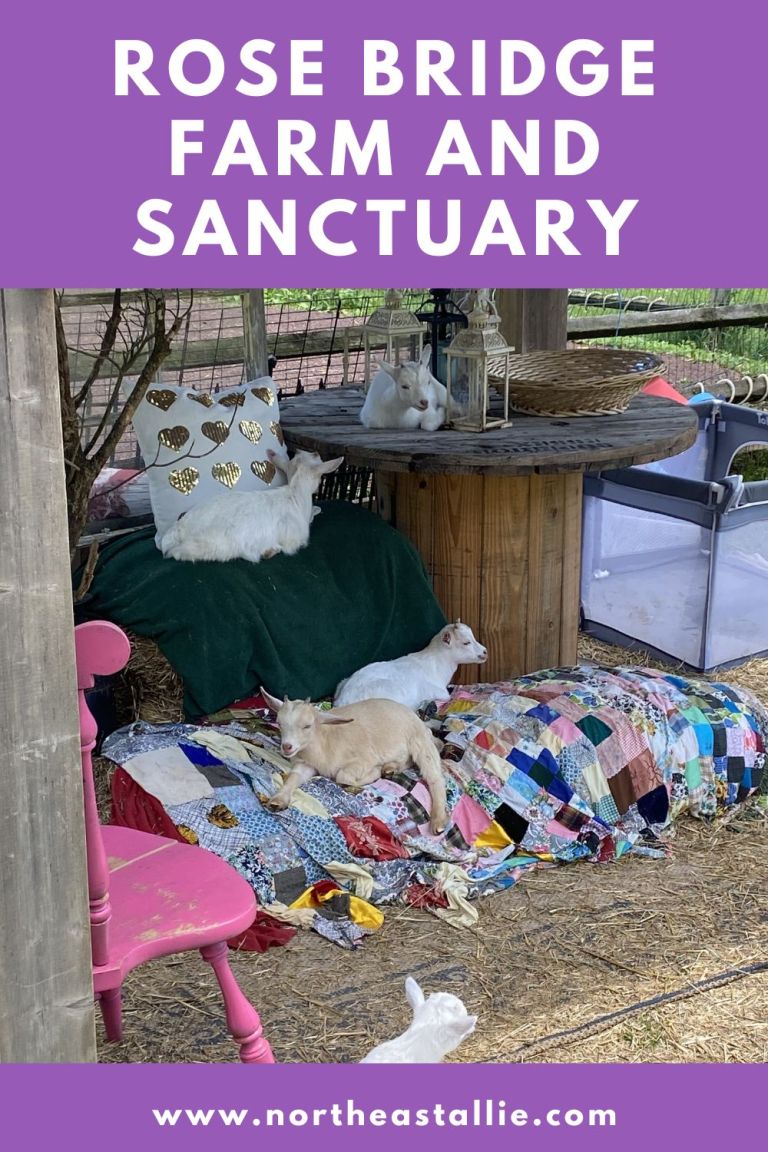 Rose Bridge Farm And Sanctuary - Northeast Allie