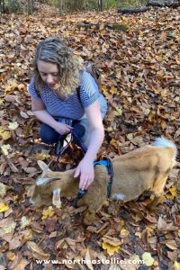 Rose Bridge Farm And Sanctuary - Northeast Allie